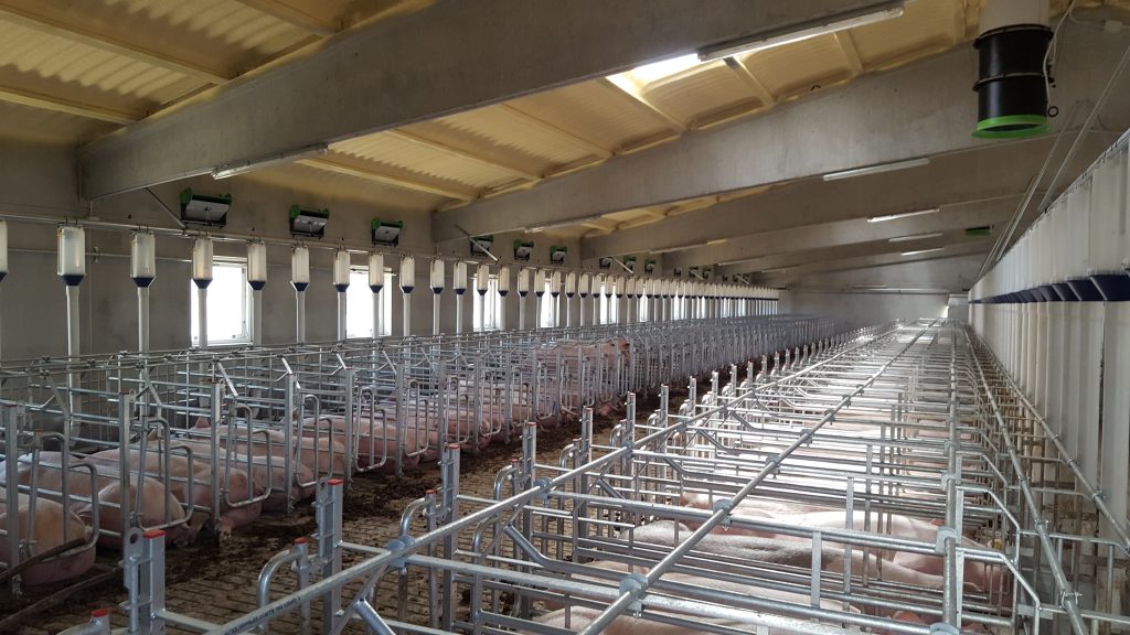 GRANJA CLOP UN CENSO DE MÁS DE 600 MADRES - NEW FARMS - Equipamiento y ...