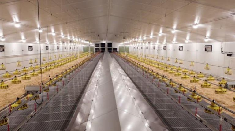 GRANJA DE GALLINAS REPRODUCTORAS ABUELAS CON LA MÁXIMA TECNOLOGÍA Y ...
