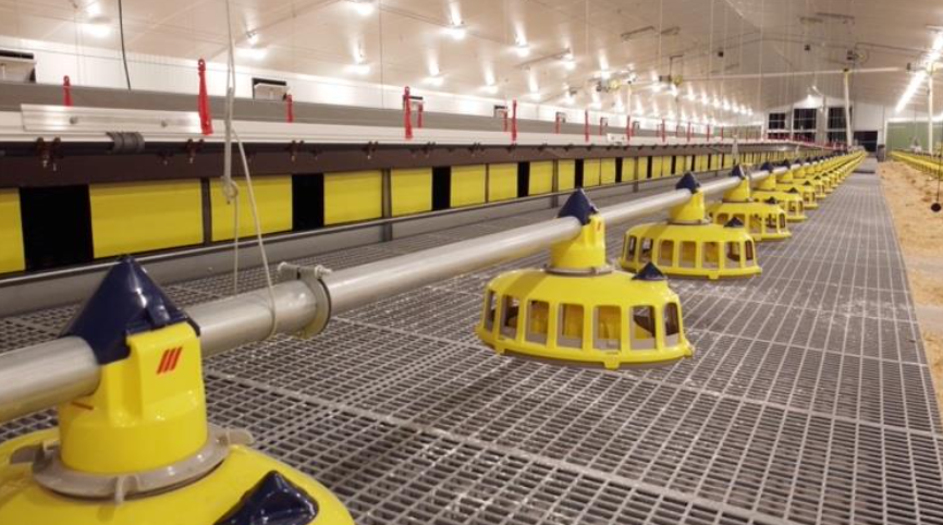 GRANJA DE GALLINAS REPRODUCTORAS ABUELAS CON LA MÁXIMA TECNOLOGÍA Y ...